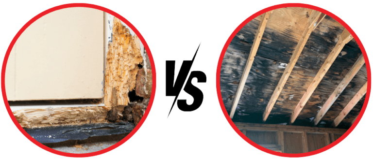 How To Tell the Difference Between Wood Rot and Mold | POLLI ...